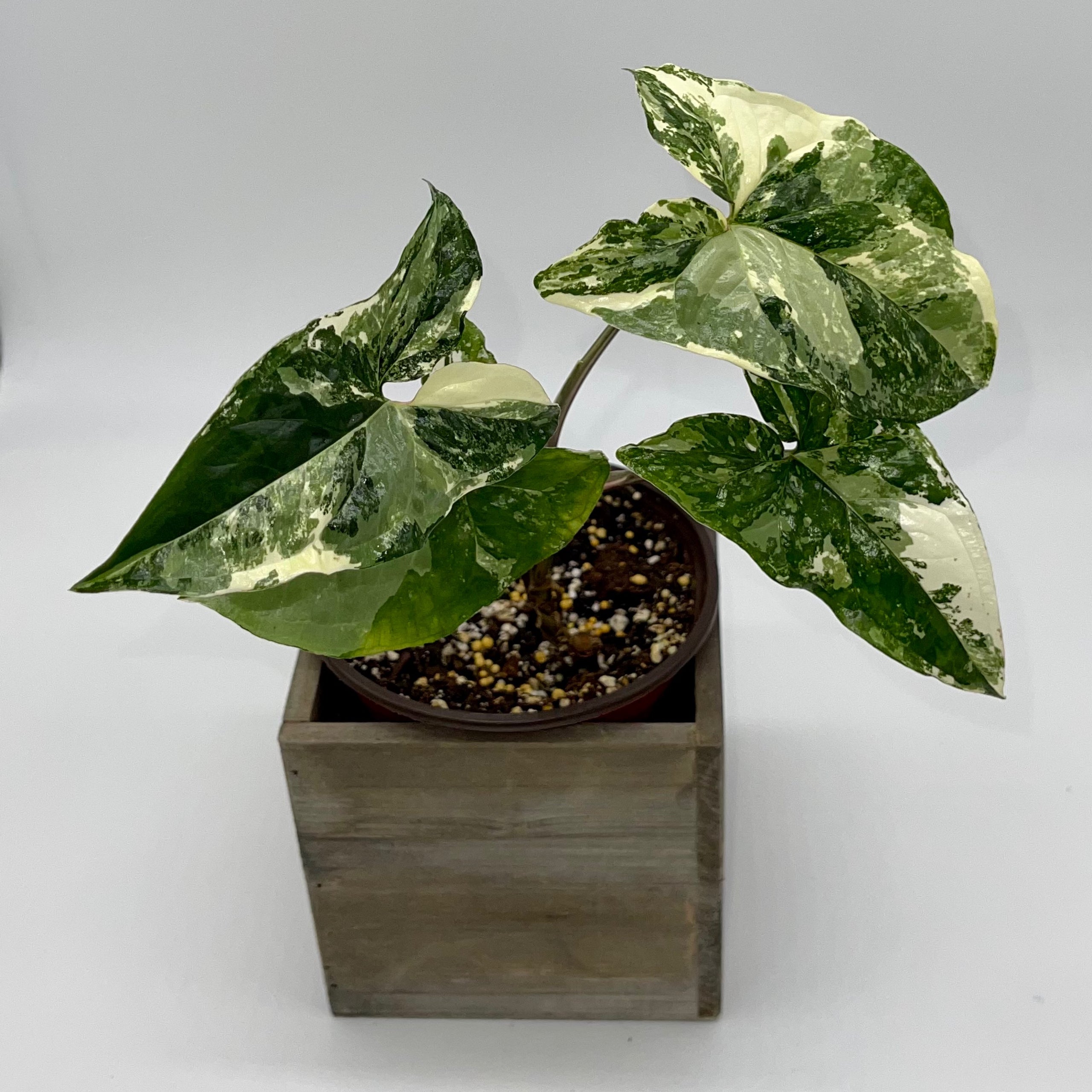 Syngonium Albo Var | Neptune Aquatics, Inc.